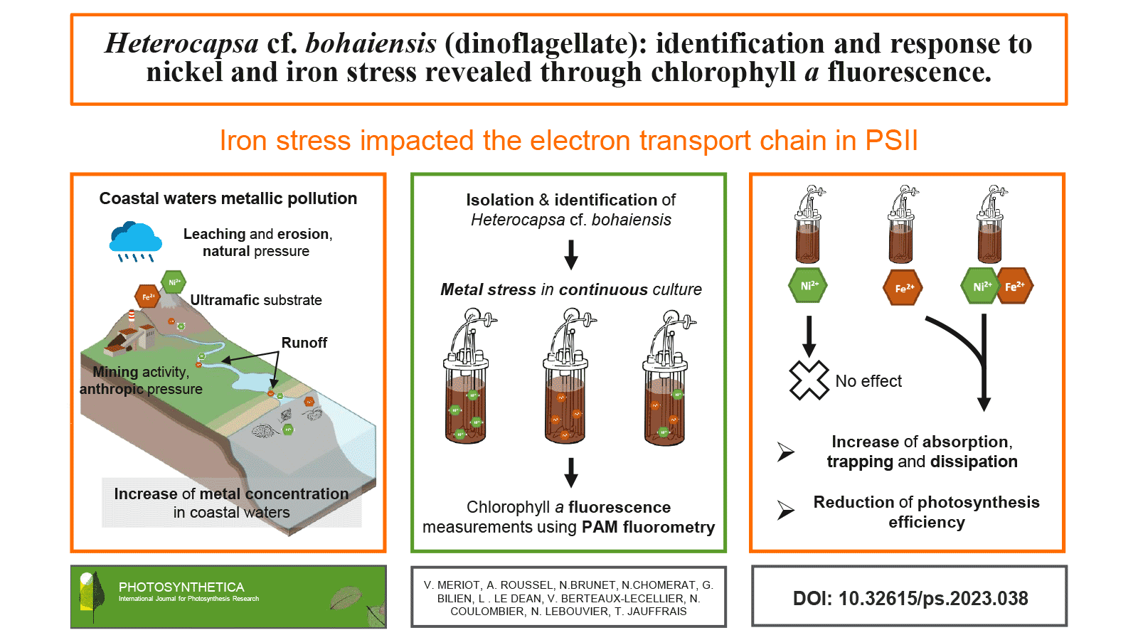 Photosynthetica: Heterocapsa cf. bohaiensis (dinoflagellate ...